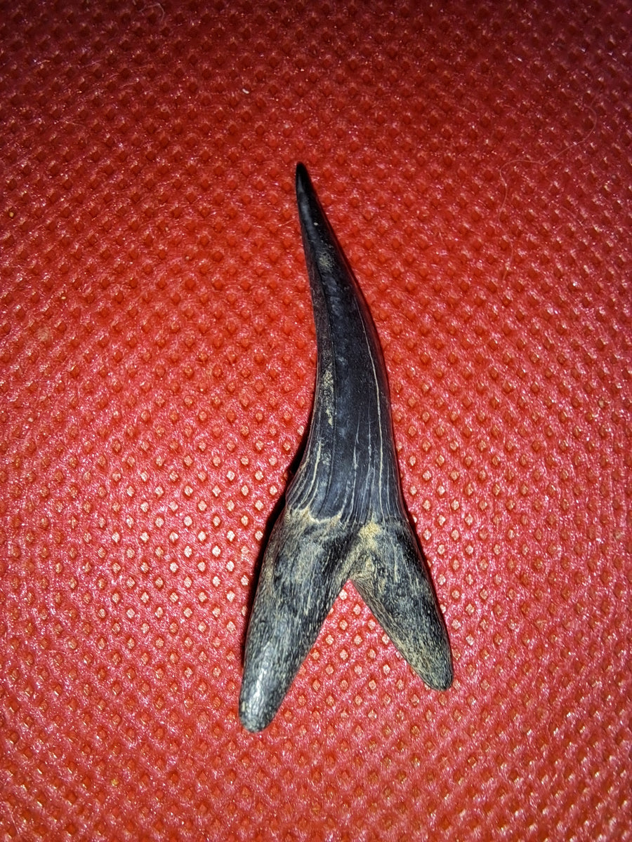 Scapanorhynchus raphiodon (Shark Tooth), Cretaceous of Mississippi| The ...