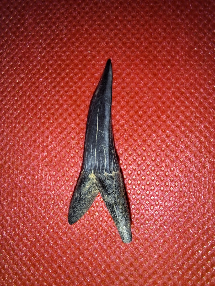 Scapanorhynchus raphiodon (Shark Tooth), Cretaceous of Mississippi| The ...