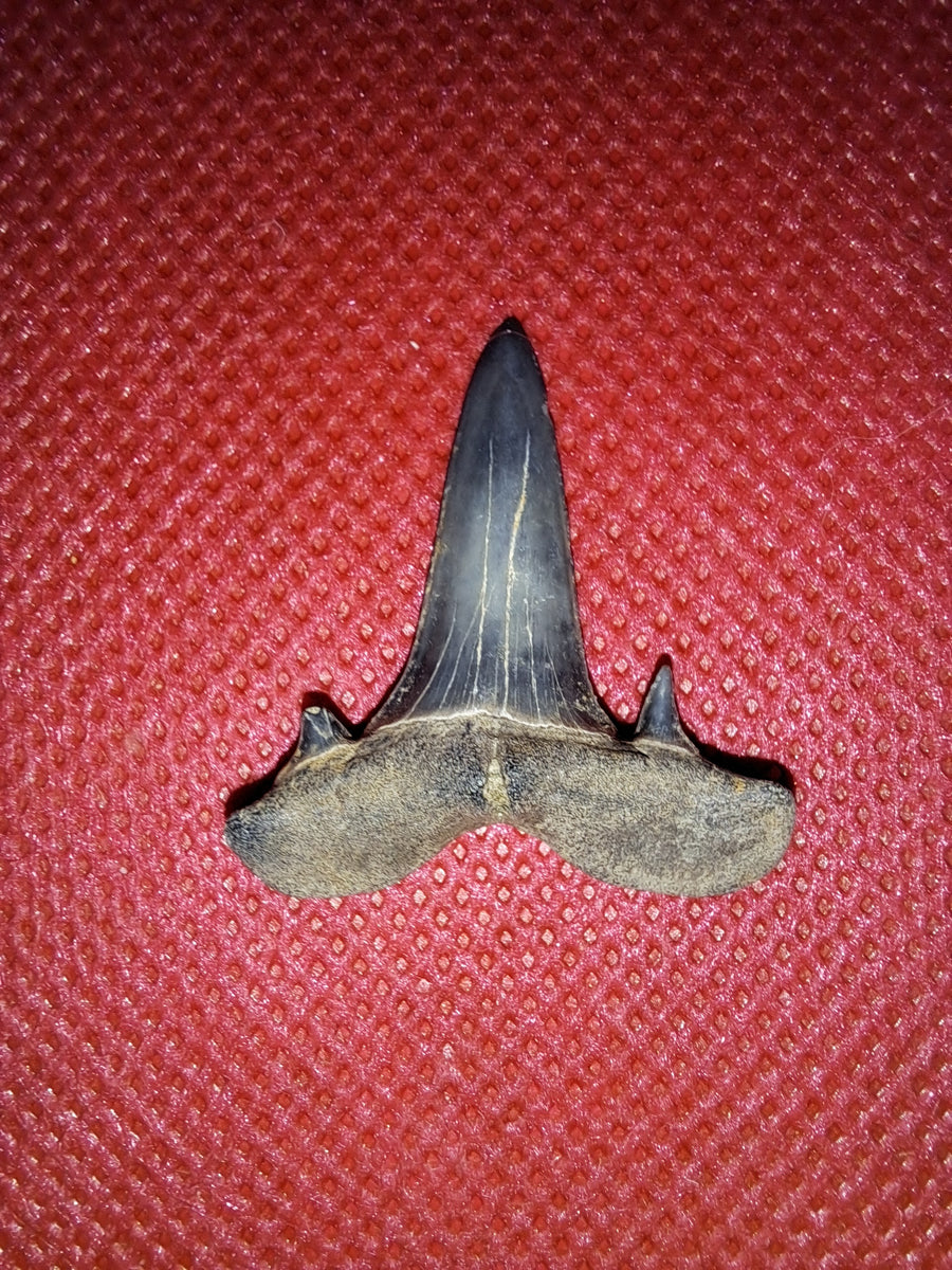 Scapanorhynchus raphiodon (Shark Tooth), Cretaceous of Mississippi| The ...