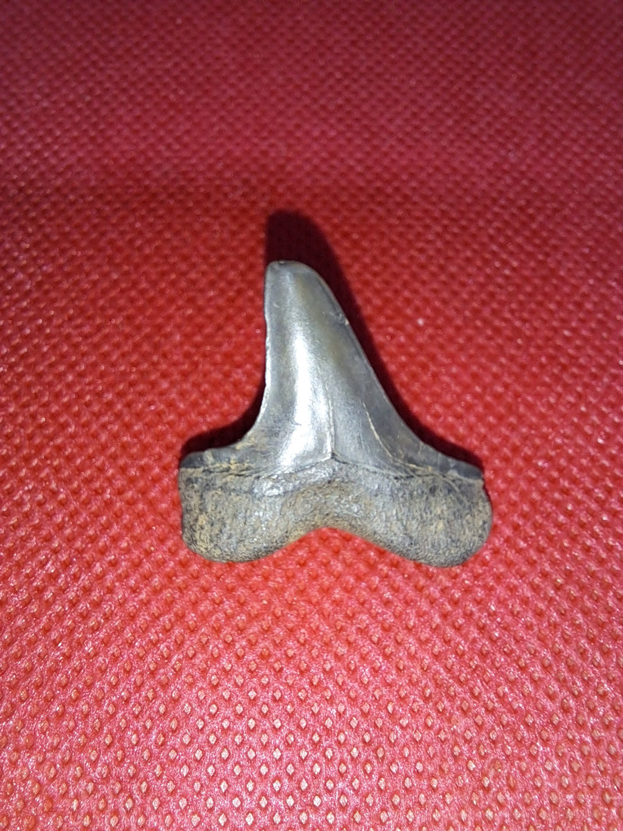 Cretoxyrhina (Shark Tooth), Cretaceous of Mississippi| The Daily Rex
