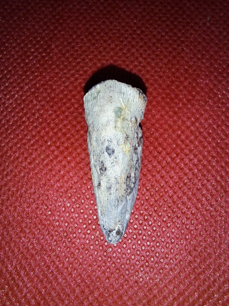 Othnielia Claw, Morrison Formation| The Daily Rex