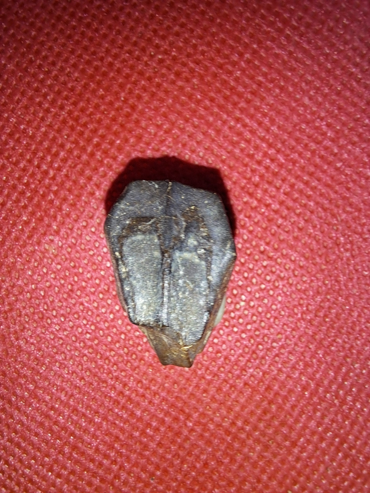 Gryposaurus Tooth from the Judith River Formation| The Daily Rex