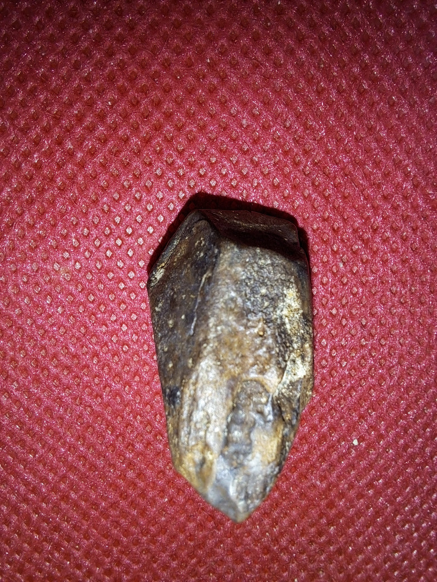 Gryposaurus Tooth from the Judith River Formation| The Daily Rex
