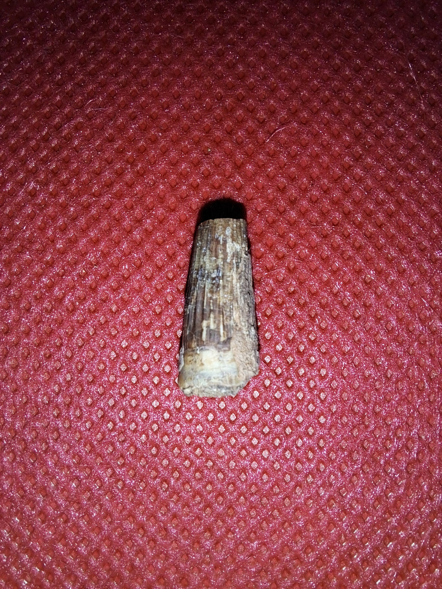 Ichthyovenator Tooth (Rare Spinosaurid), Early Cretaceous| The Daily Rex