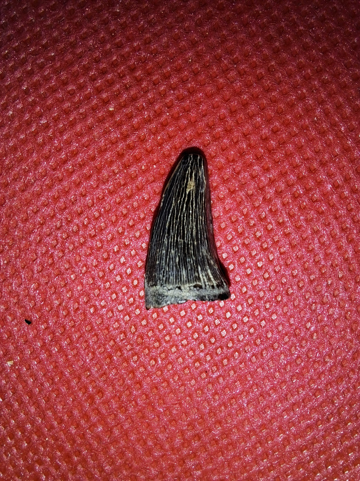 Mosasaur (Clidastes) Tooth, Cretaceous of Mississippi| The Daily Rex