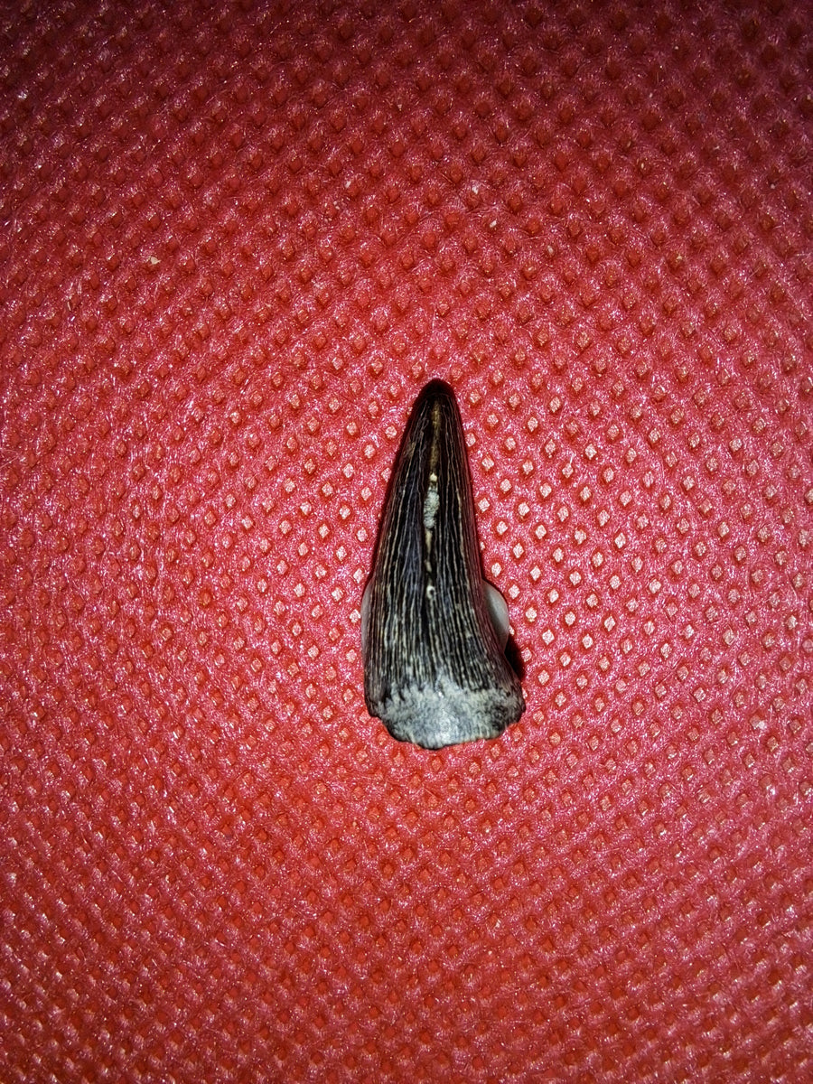 Mosasaur (Clidastes) Tooth, Cretaceous of Mississippi| The Daily Rex