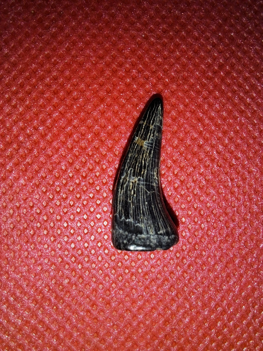 Mosasaur (Clidastes) Tooth, Cretaceous of Mississippi| The Daily Rex