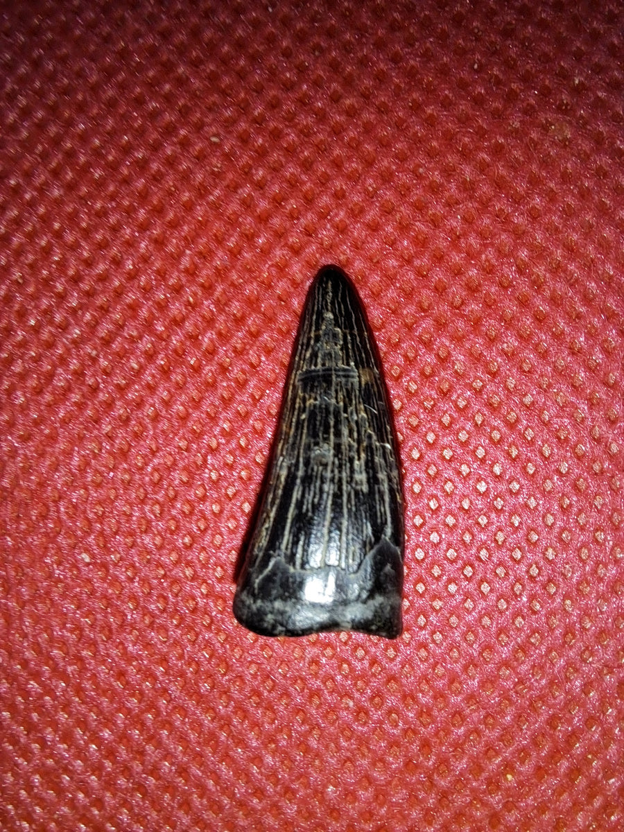 Mosasaur (Clidastes) Tooth, Cretaceous of Mississippi| The Daily Rex