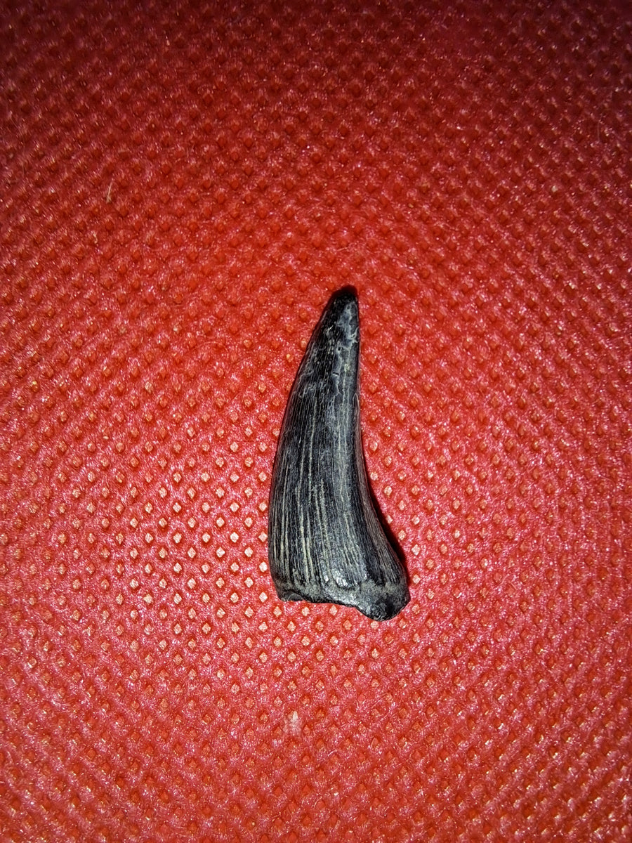 Mosasaur (Clidastes) Tooth, Cretaceous of Mississippi| The Daily Rex