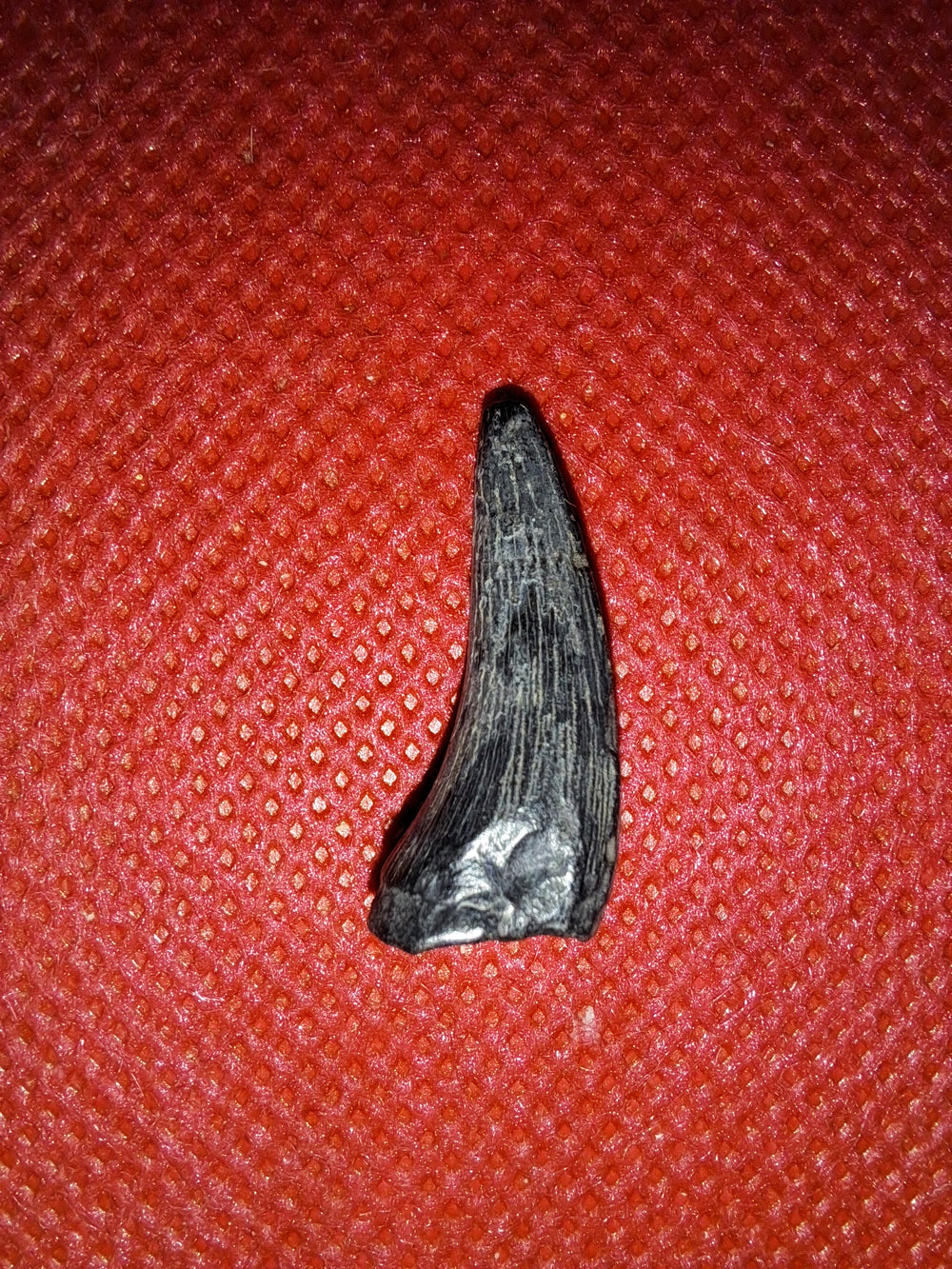Mosasaur (Clidastes) Tooth, Cretaceous of Mississippi| The Daily Rex