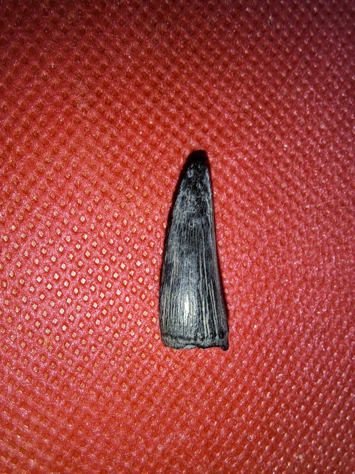 Mosasaur (Clidastes) Tooth, Cretaceous of Mississippi| The Daily Rex