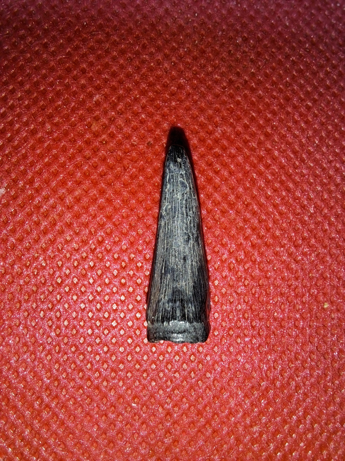 Mosasaur (Clidastes) Tooth, Cretaceous of Mississippi| The Daily Rex