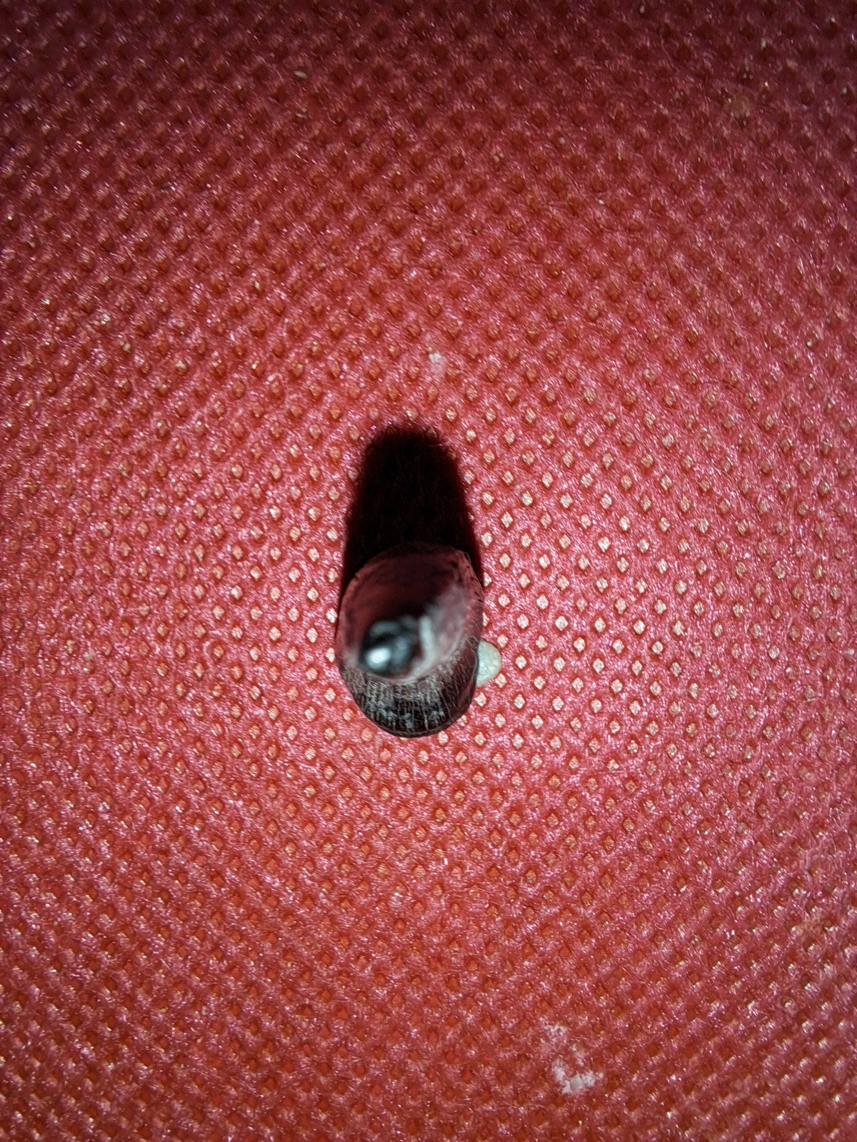 Mosasaur (Clidastes) Tooth, Cretaceous of Mississippi| The Daily Rex