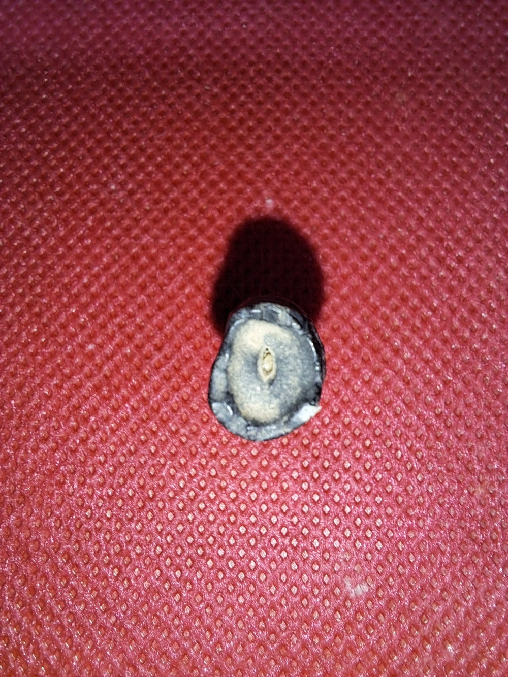 Mosasaur (Clidastes) Tooth, Cretaceous of Mississippi| The Daily Rex