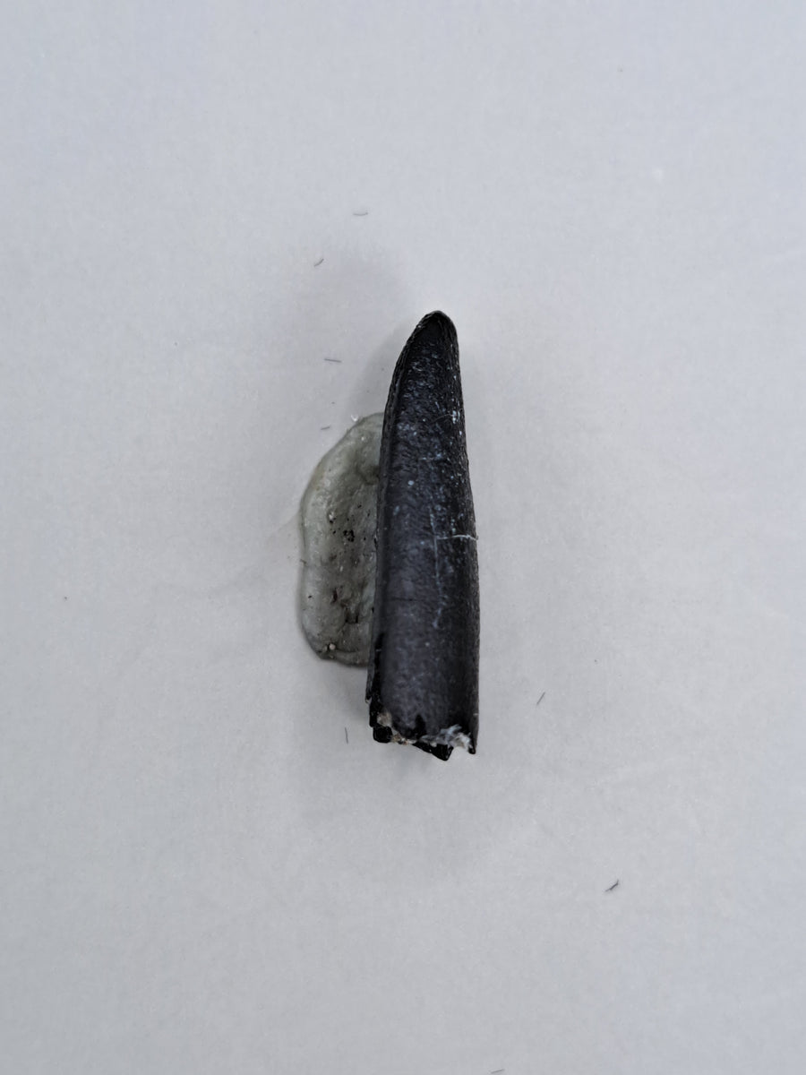 Apatosaurus Tooth, Morrison Formation| The Daily Rex