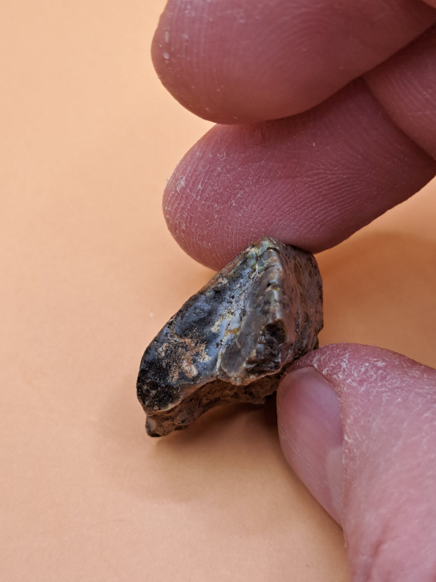 Iguanodon Tooth, England, Early Cretaceous| The Daily Rex