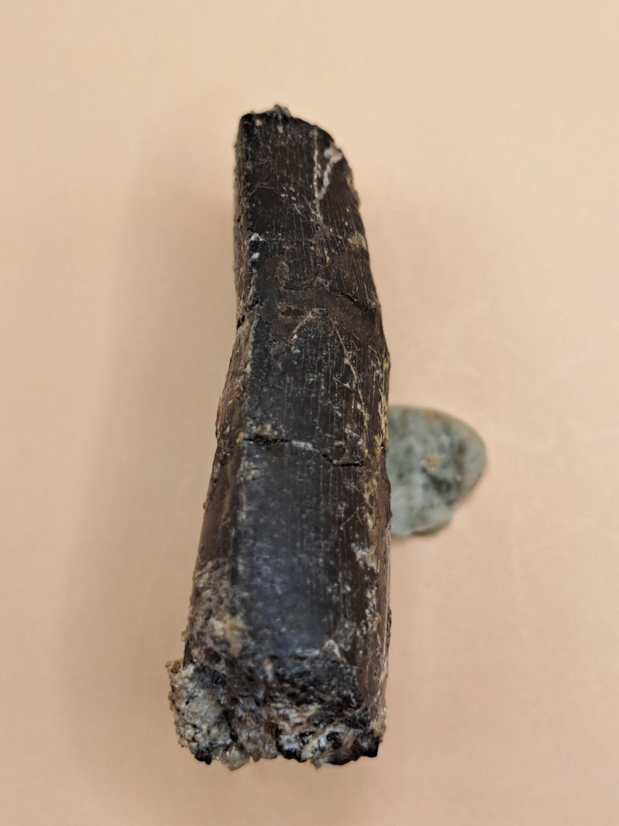 Allosaurus Tooth from the Morrison Formation| The Daily Rex
