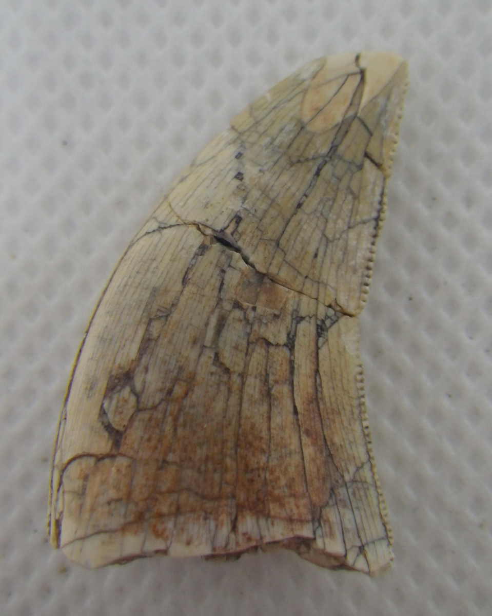 Afrovenator Tooth, Amazing Specimen, extremely rare!!! 1"| The Daily Rex