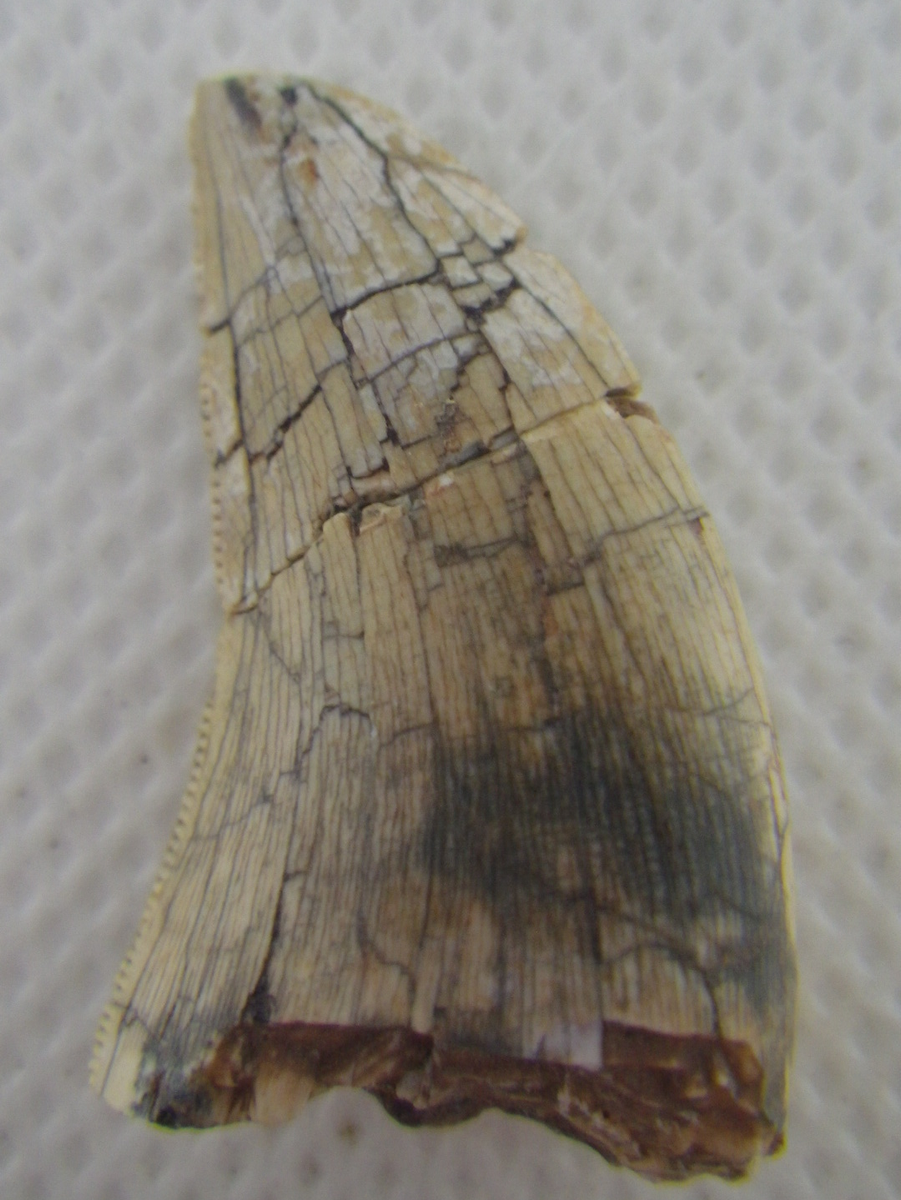 Afrovenator Tooth, Amazing Specimen, extremely rare!!! 1"| The Daily Rex