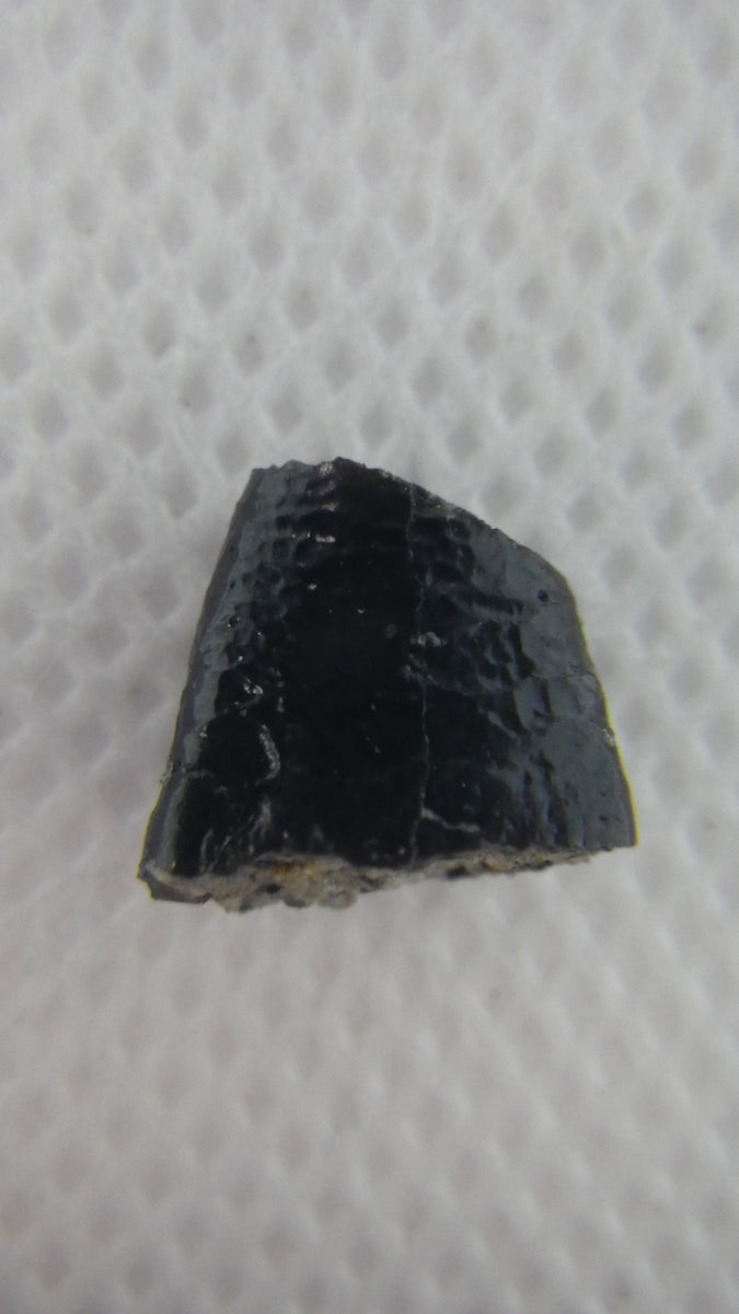 Partial Diplodocid Tooth Tip| The Daily Rex