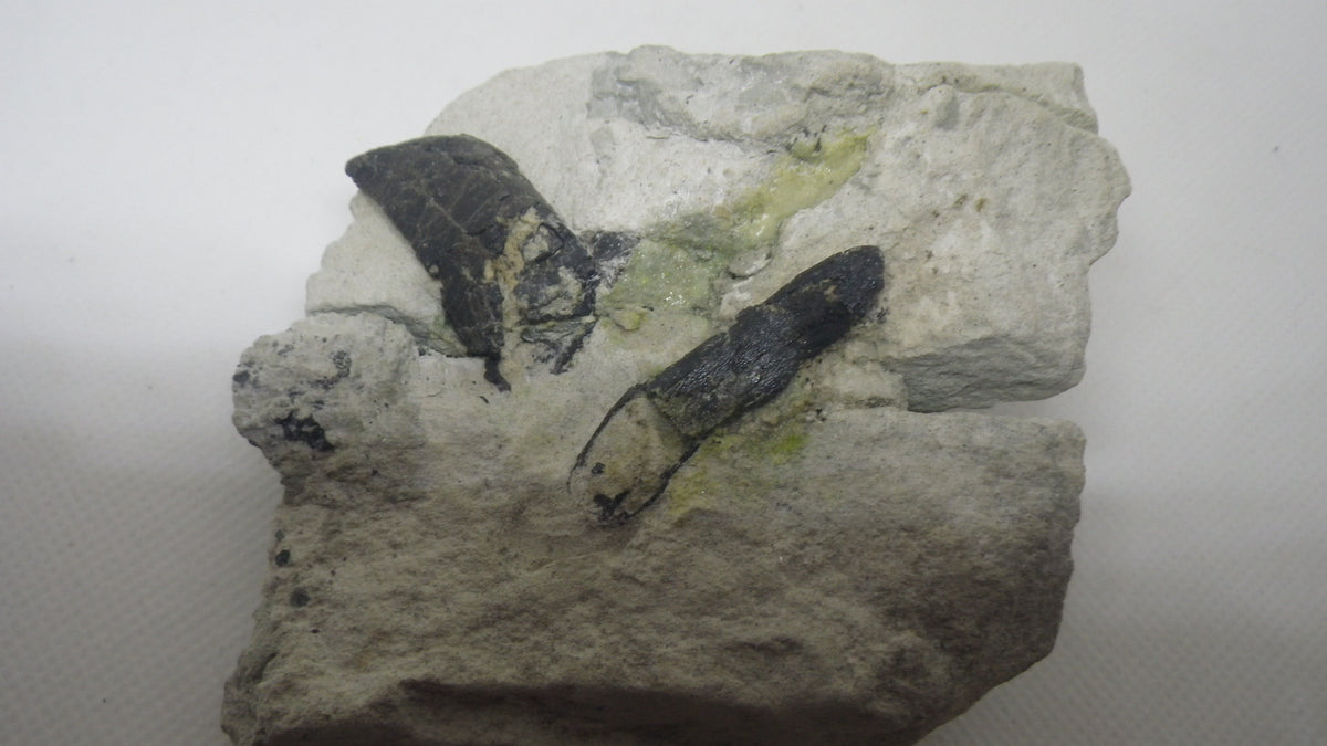 Allosaurus and Apatosaurus(?) teeth associated on matrix.| The Daily Rex