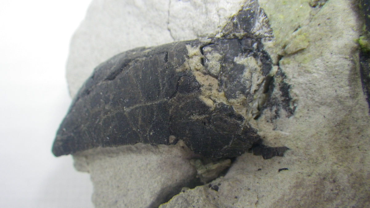 Allosaurus and Apatosaurus(?) teeth associated on matrix.| The Daily Rex