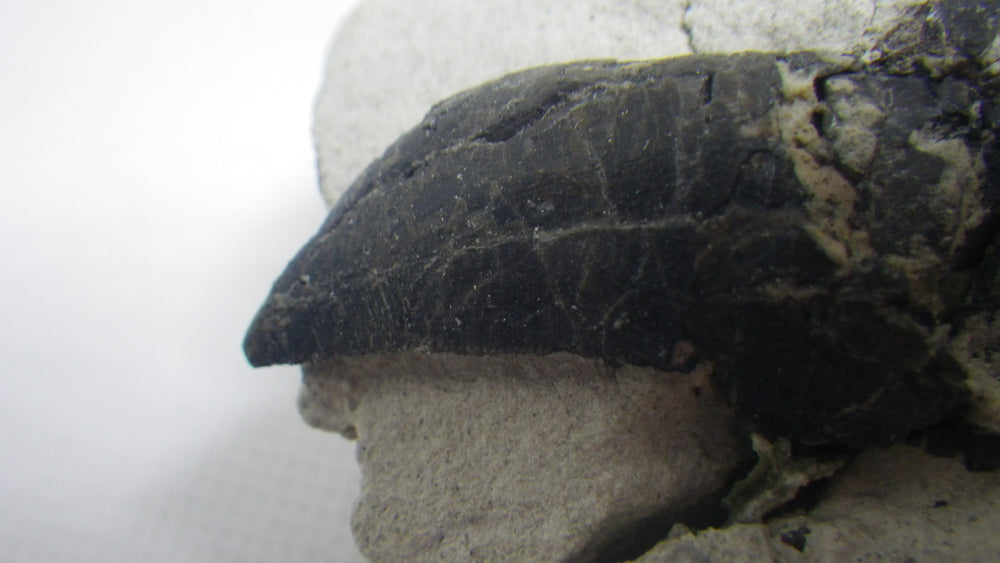 Allosaurus and Apatosaurus(?) teeth associated on matrix.| The Daily Rex