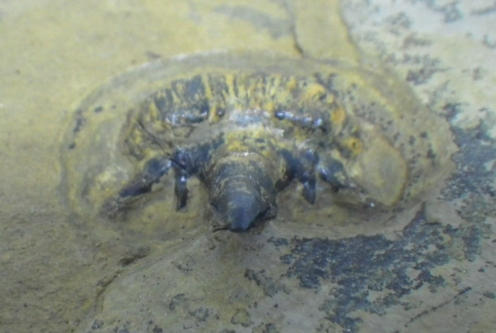 Ctenacanth Shark Tooth, 305 Million Years Old| The Daily Rex