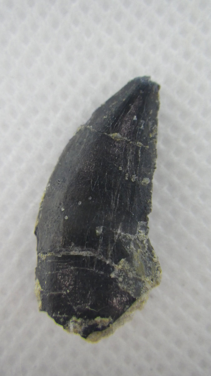 Ceratosaurus Tooth| The Daily Rex