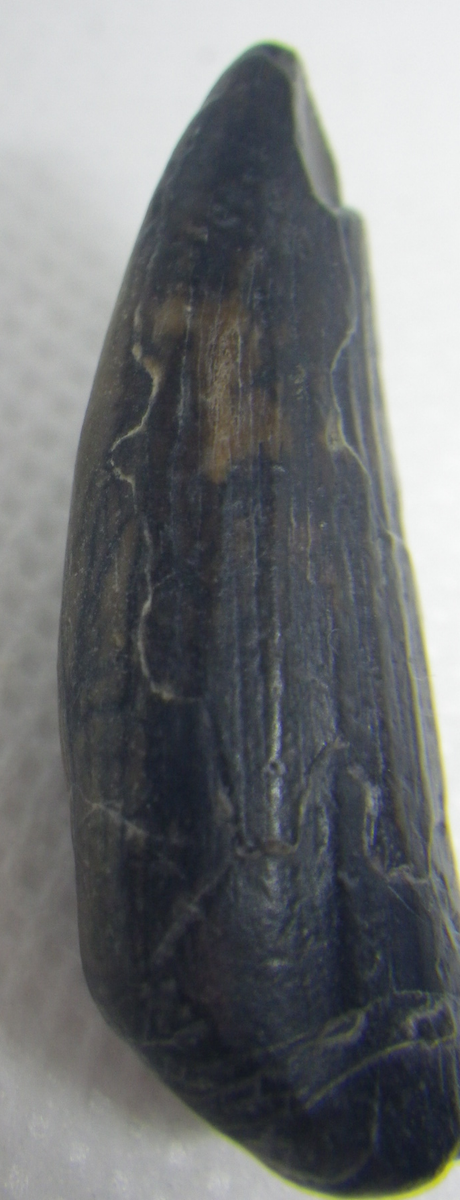 Suchomimus Tooth| The Daily Rex