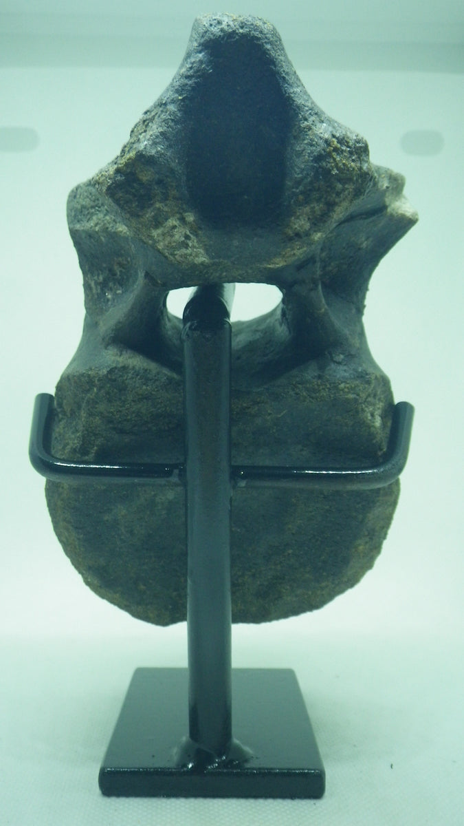 Hypacrosaurus Dorsal Vertebrae| The Daily Rex