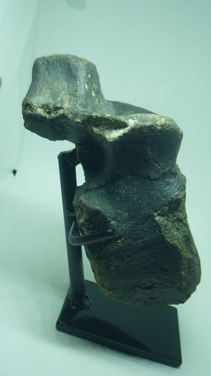 Hypacrosaurus Dorsal Vertebrae| The Daily Rex