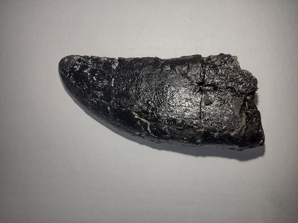 Large Allosaurus Tooth, Morrison Formation| The Daily Rex