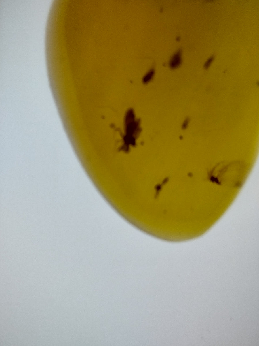 Multiple Insects in Amber from the Dominican Republic, 25 Million Year ...