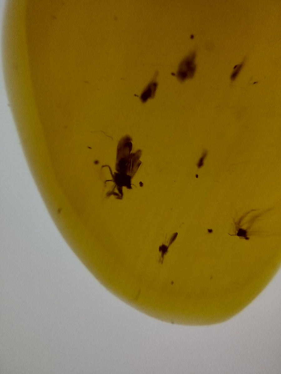 Multiple Insects in Amber from the Dominican Republic, 25 Million Year ...