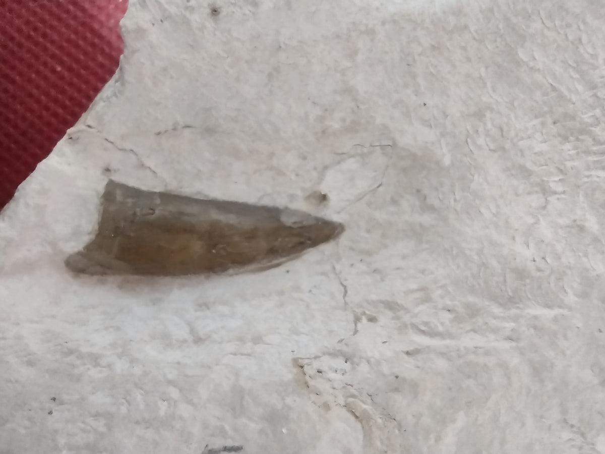 Dakosaurus Tooth. Jurassic Period, Solnhofen Limestone| The Daily Rex