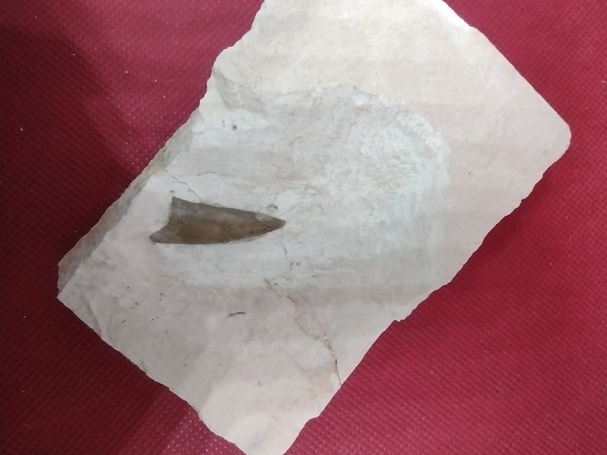 Dakosaurus Tooth. Jurassic Period, Solnhofen Limestone| The Daily Rex