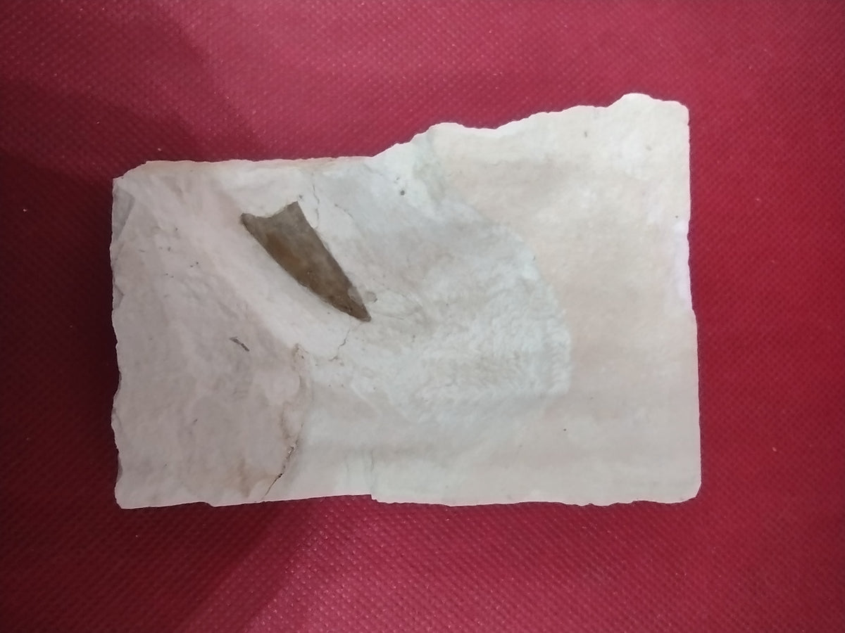 Dakosaurus Tooth. Jurassic Period, Solnhofen Limestone| The Daily Rex