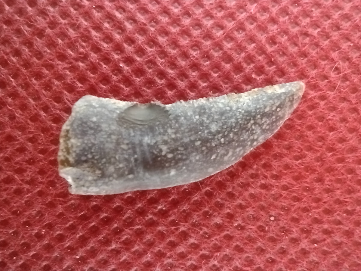 Megalosaurid Tooth from the Mid Jurassic, Madagascar| The Daily Rex