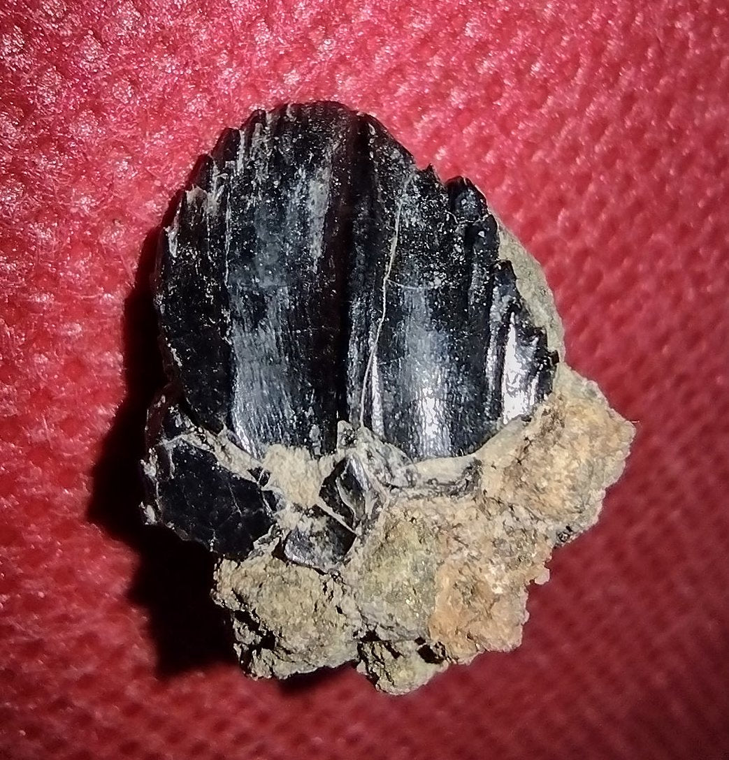 Iguanodont Tooth, England, Early Cretaceous| The Daily Rex