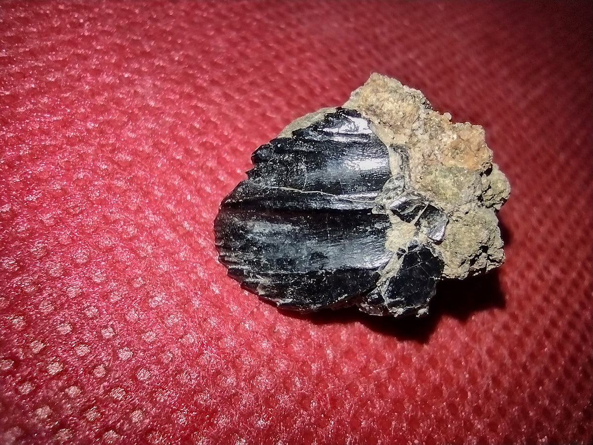 Iguanodont Tooth, England, Early Cretaceous| The Daily Rex