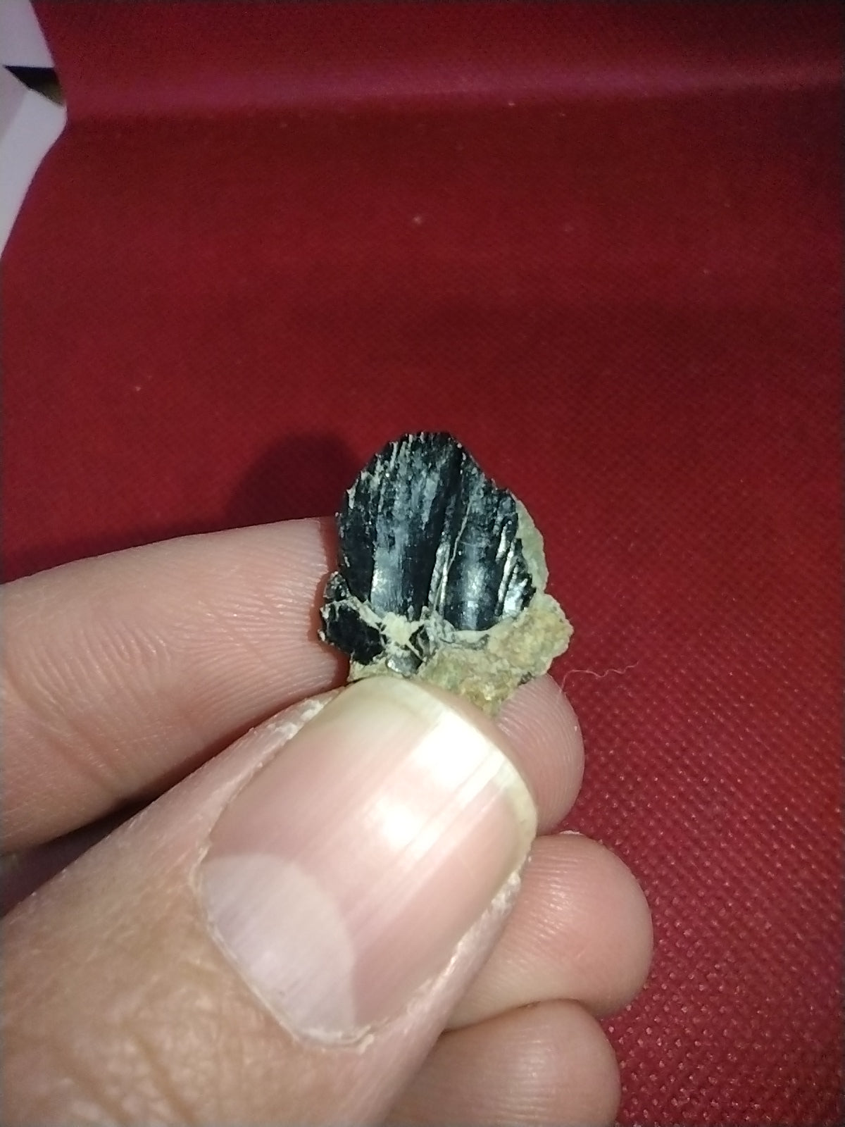 Iguanodont Tooth, England, Early Cretaceous| The Daily Rex
