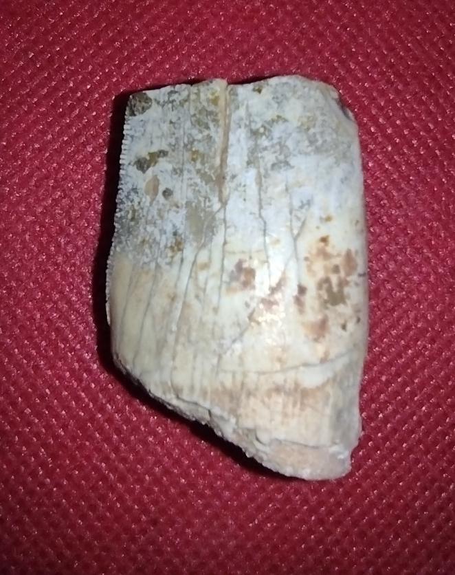 Afrovenator Tooth, Mid Jurassic of Africa| The Daily Rex