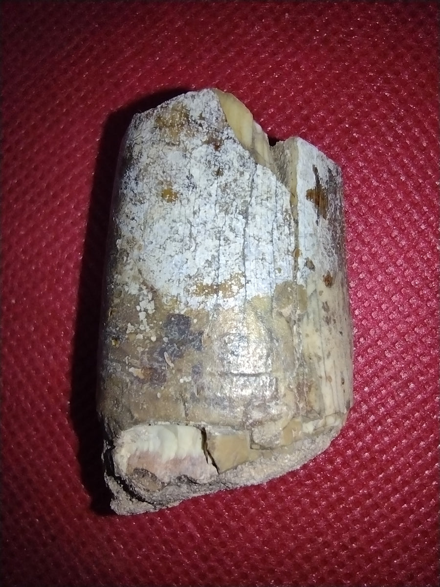 Afrovenator Tooth, Mid Jurassic of Africa| The Daily Rex