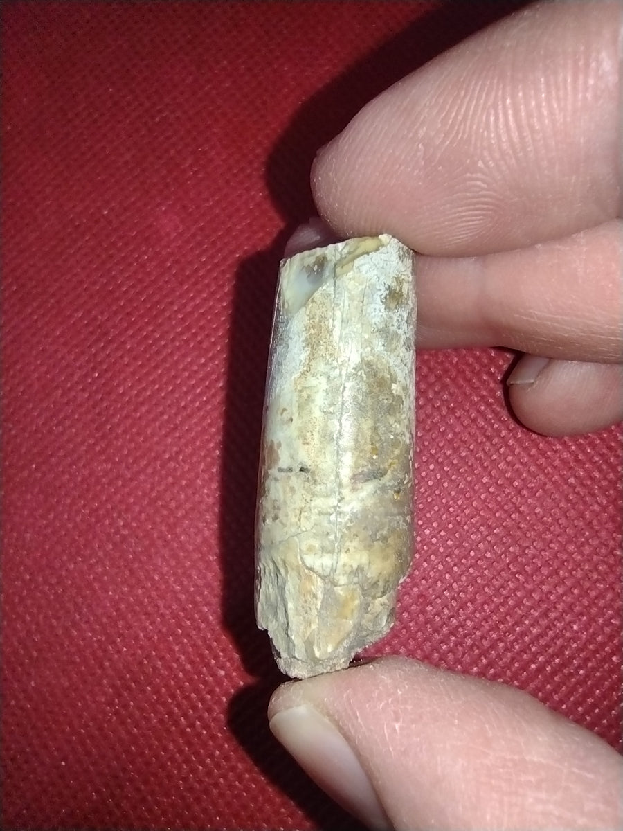 Afrovenator Tooth, Mid Jurassic of Africa| The Daily Rex