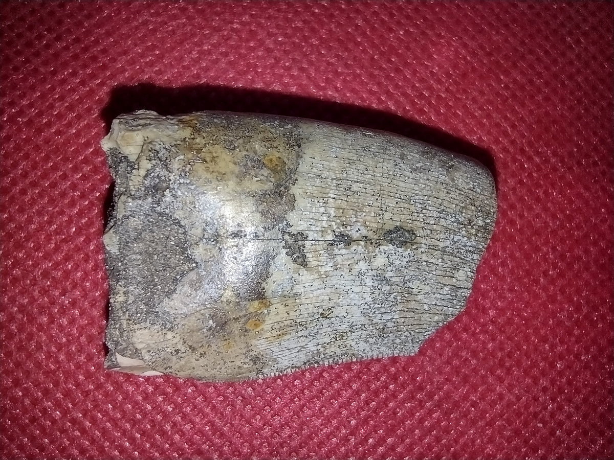 Afrovenator Tooth, Mid Jurassic of Africa| The Daily Rex