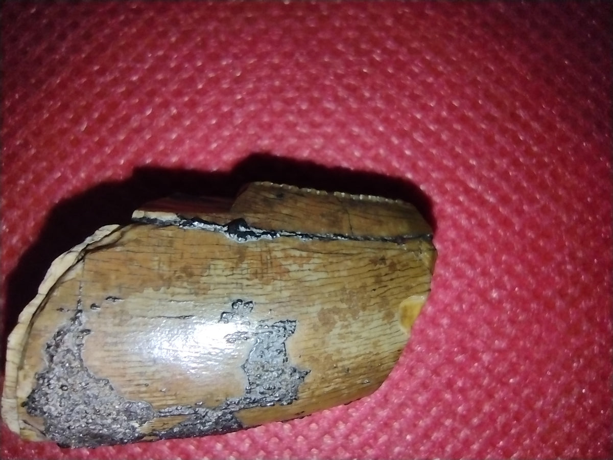 Afrovenator? Tooth, Mid Jurassic of Africa| The Daily Rex