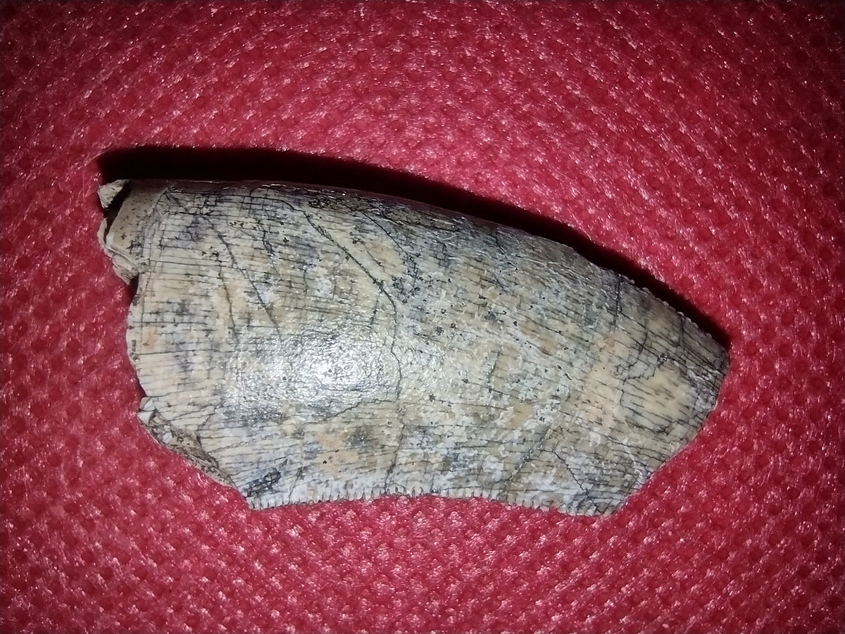 Afrovenator Tooth, Mid Jurassic of Africa| The Daily Rex