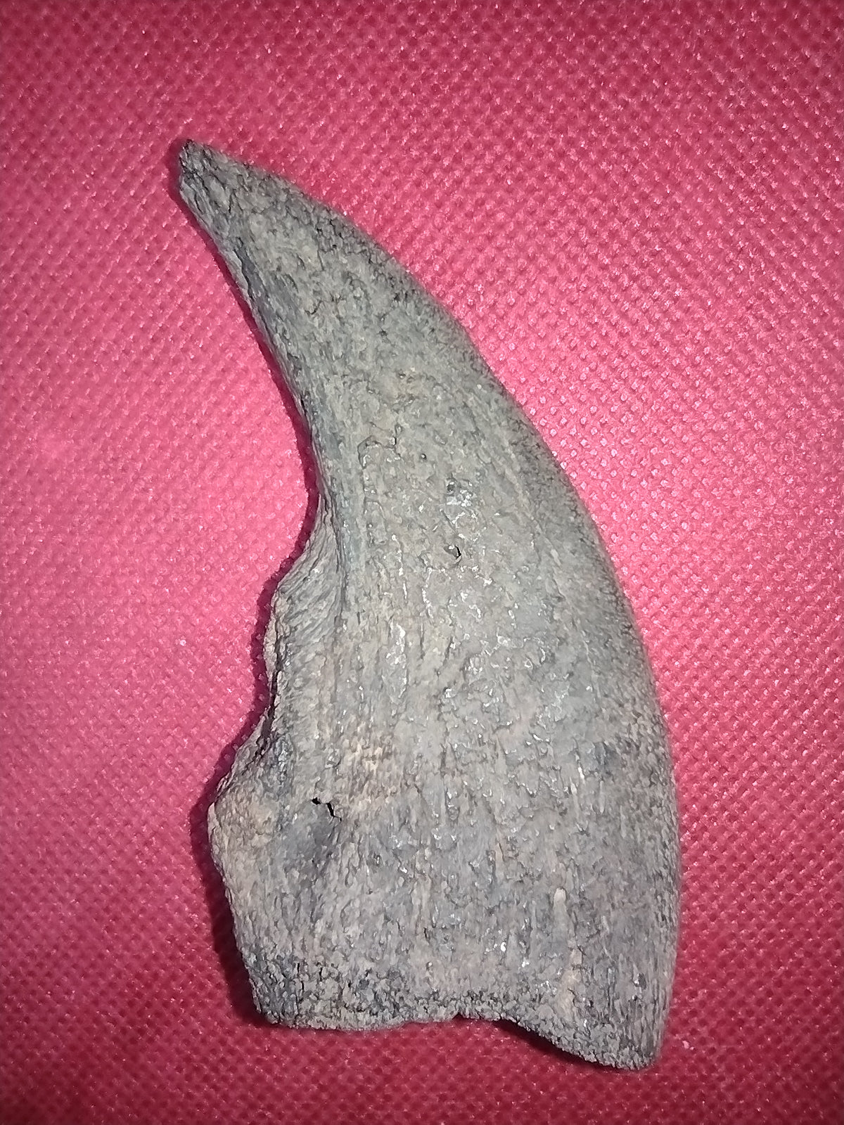 Giant Sloth (Megalonyx) Claw, Florida Pleistocene| The Daily Rex