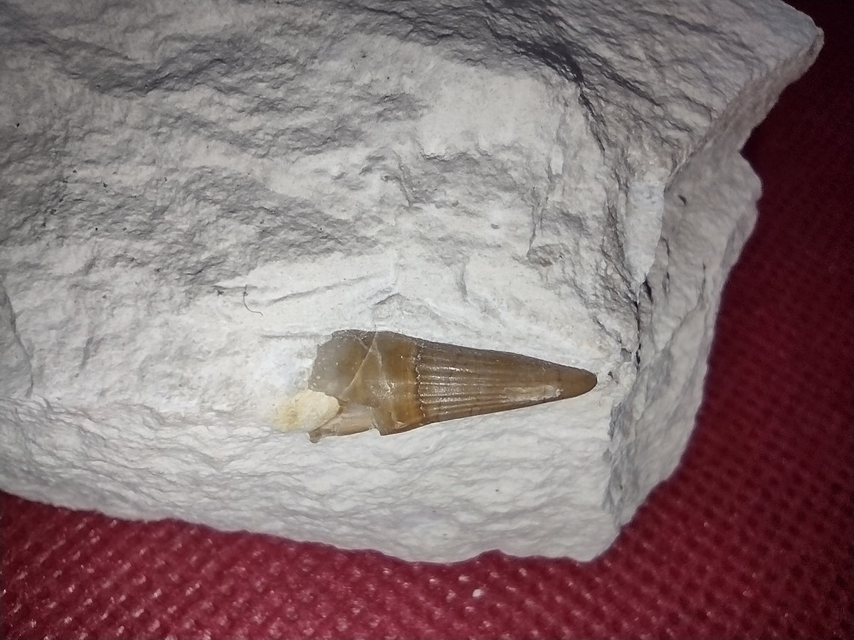 Ichthyosaur (Aegirosaurus?) Tooth. Jurassic Period, Solnhofen Limeston ...